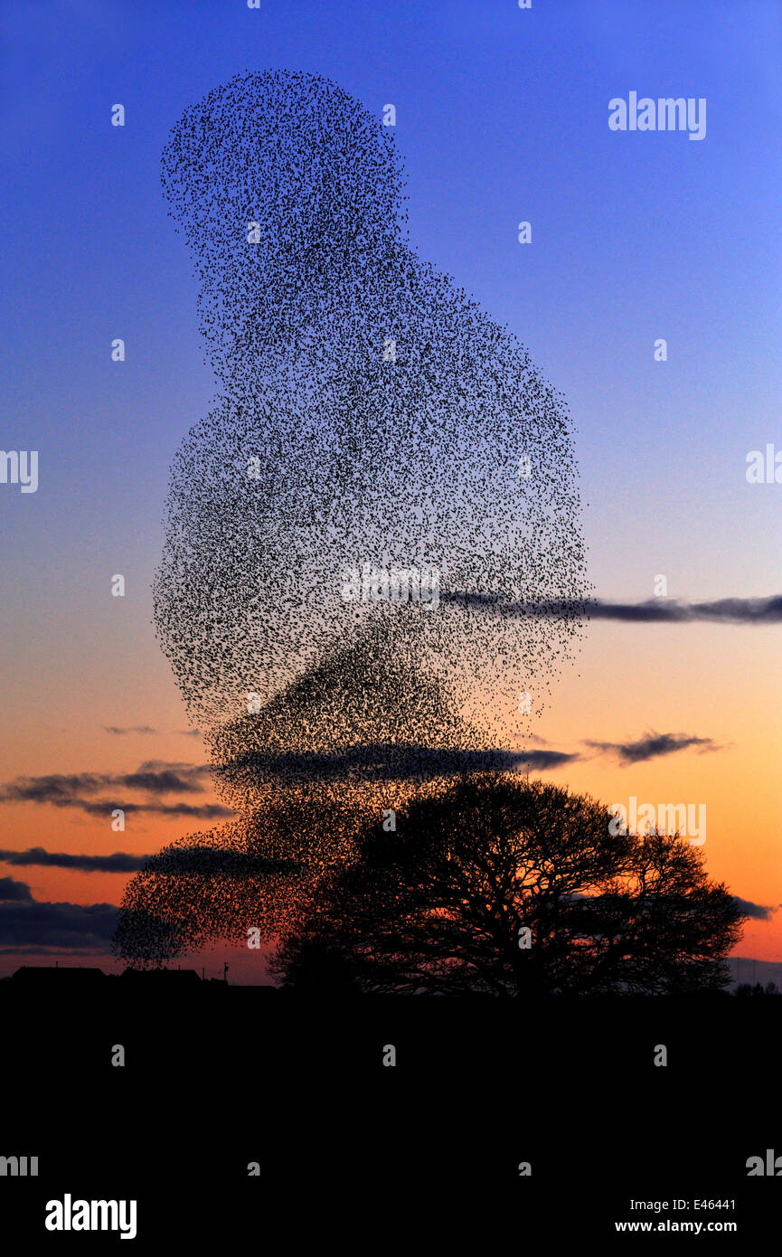 Common starling (Sturnus vulgaris) flock at dusk engaging in pre-roost ...