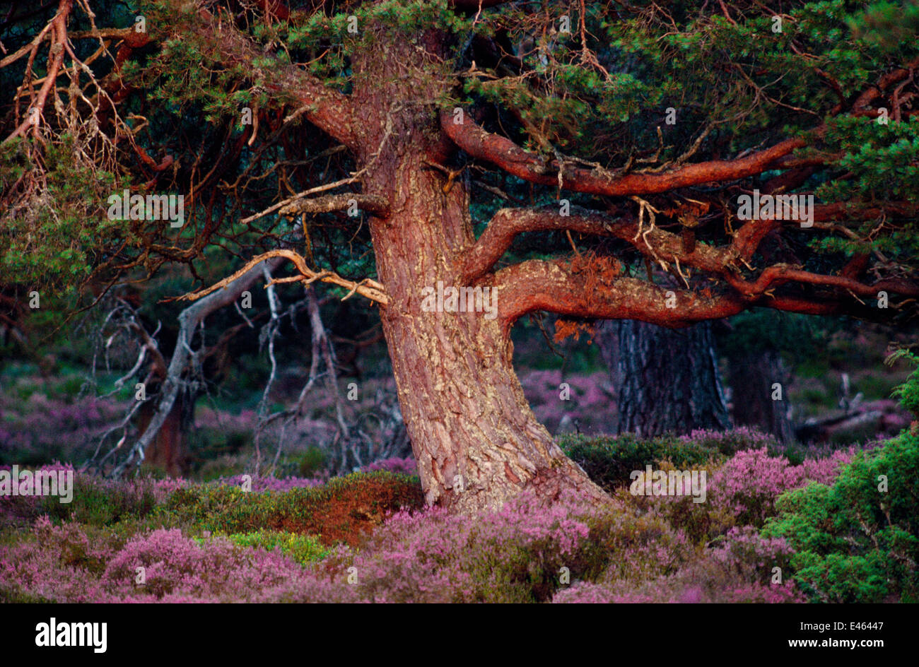 Scots pine (Pinus sylvestris) mature tree in evening light, Abernethy ...