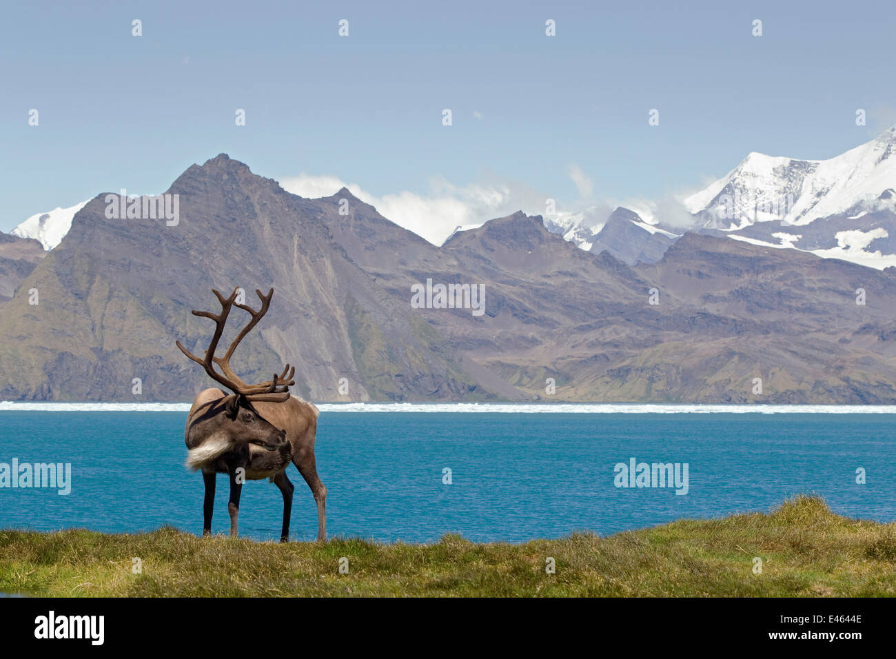 Jason and bull hi-res stock photography and images - Alamy