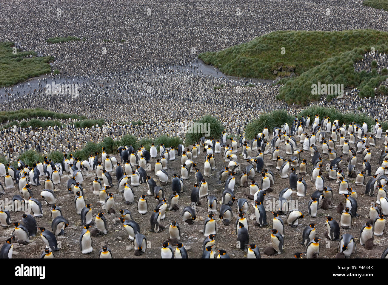 King Penguin (Aptenodytes patagonicus) rookery crowded with nesting ...