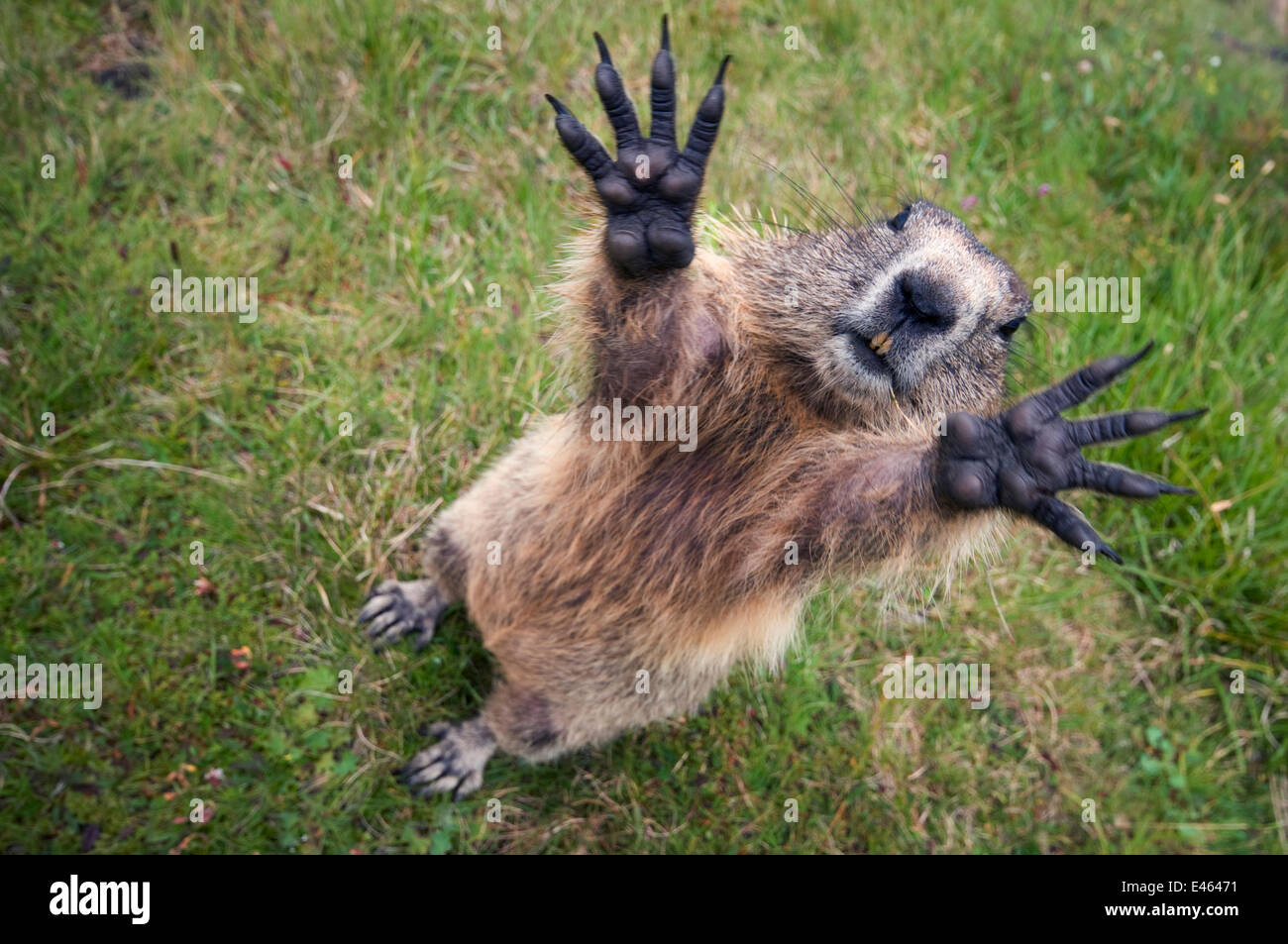 handsAlpine marmot (Marmota marmota) reching upwards, Hohe Tauern ...