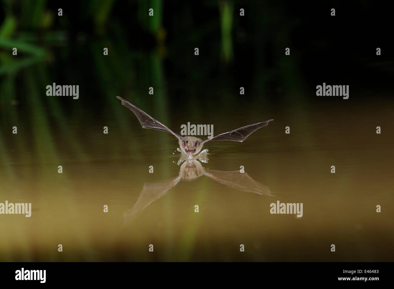 Whiskered Bat (Myotis mystacinus) in flight low over water, drinking in ...
