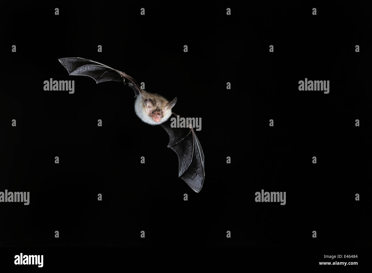 Bechstein's Bat (Myotis bechsteinii) in flight at night, mouth open to ...