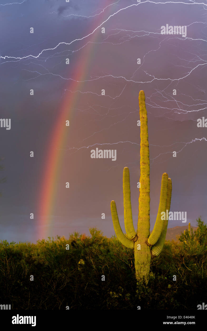 Saguaro Cactus (Carnegiea gigantea) against summer monsoon sky with ...