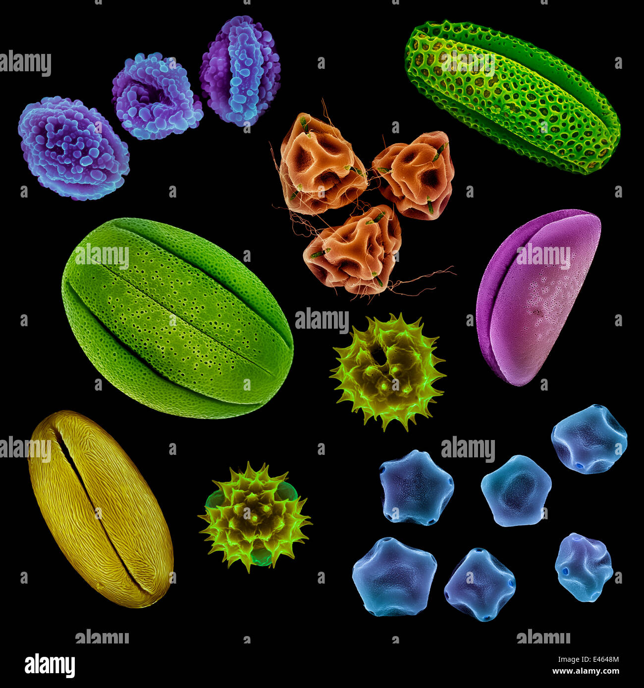 False coloured scanning electron hi-res stock photography and images ...