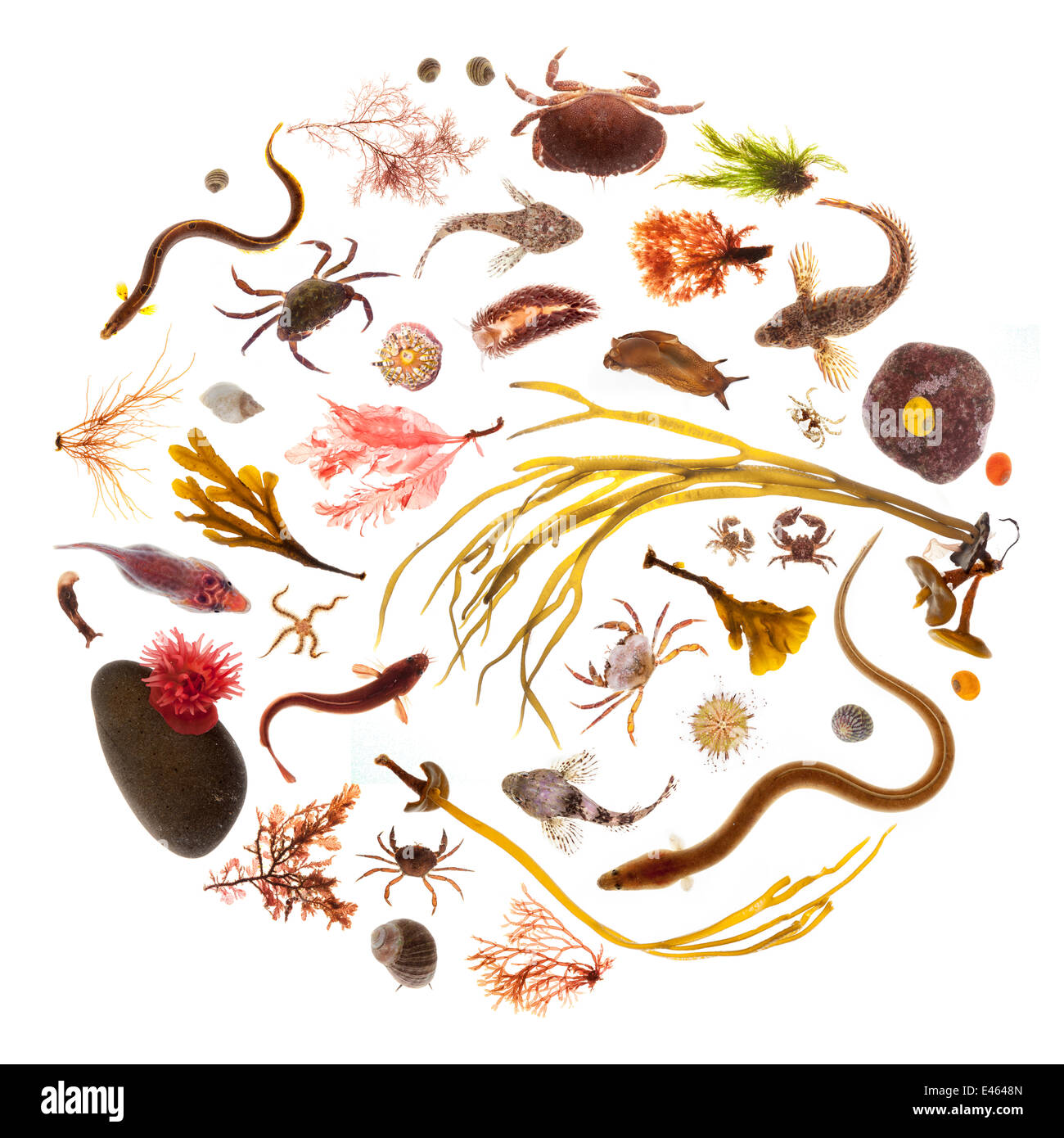 Various rockpool animals and seaweeds, photographed on a white ...