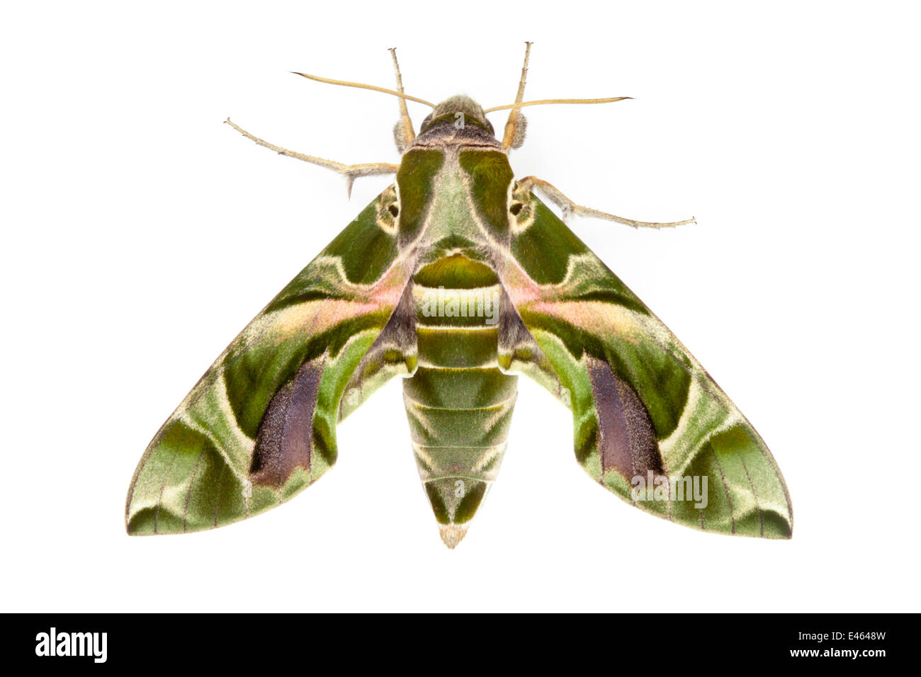Oleander Hawkmoth (Daphnis nerii) female, against white background ...