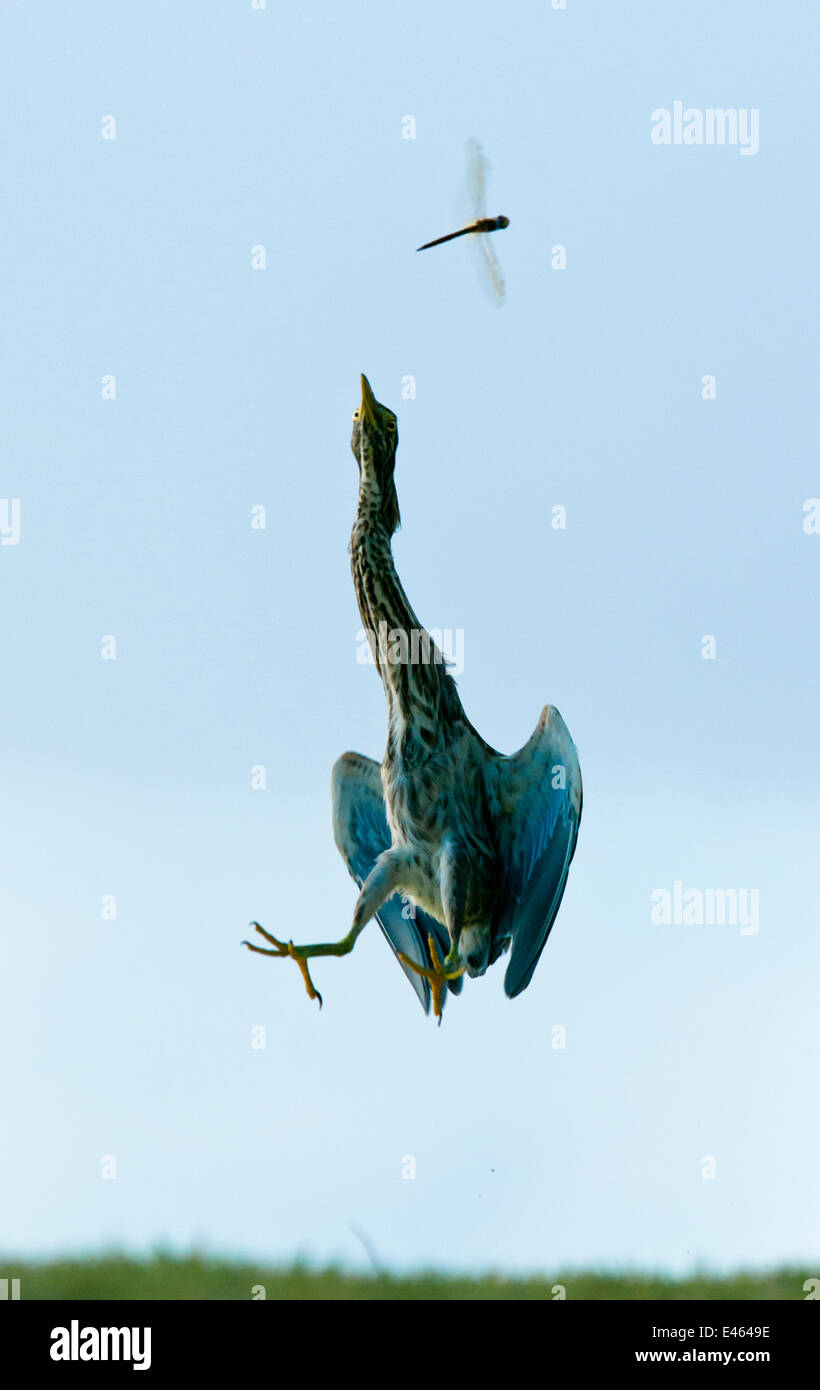 Striated green heron (Butorides striatus) jumping to catch dragonfly ...