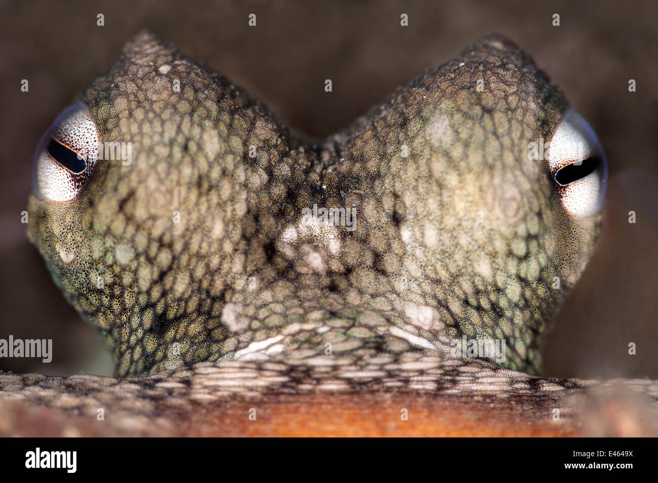 Common Sydney octopus (Octopus tetricus) detail of eyes. Sydeney ...