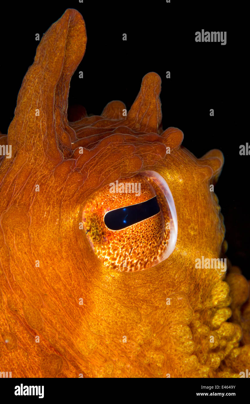 Giant pacific octopus eye hi-res stock photography and images - Alamy