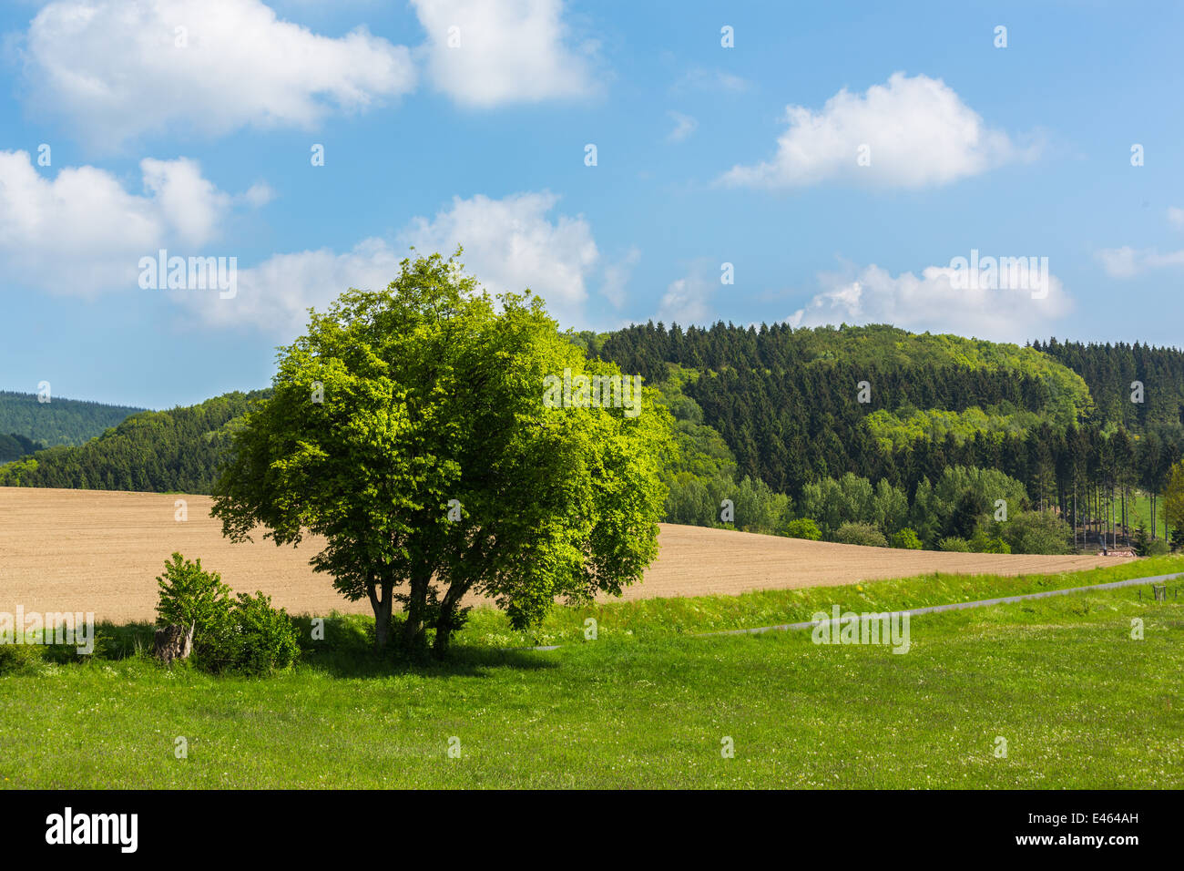 Meadow and tree Stock Photo - Alamy