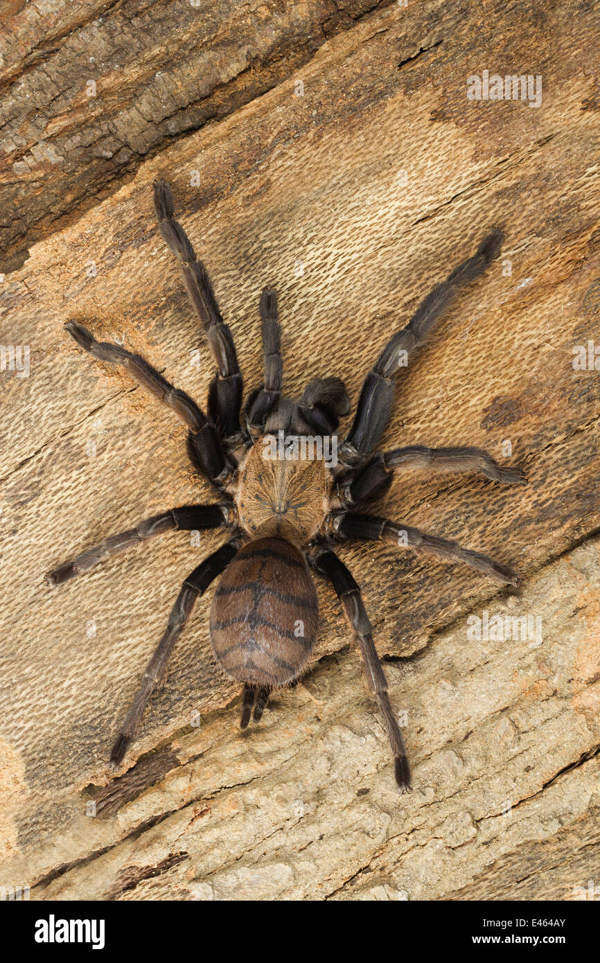 INDIAN VIOLET TARANTULA, Chilobrachyus fimbriatus, COMMON, Wilderness ...