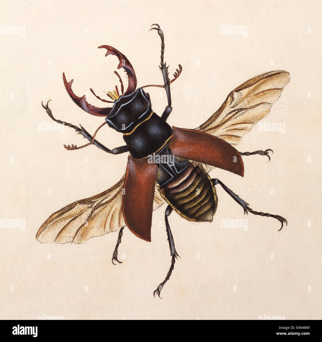 Copperplate engraving of a Stag Beetle (Lucanus cervus), with hand ...