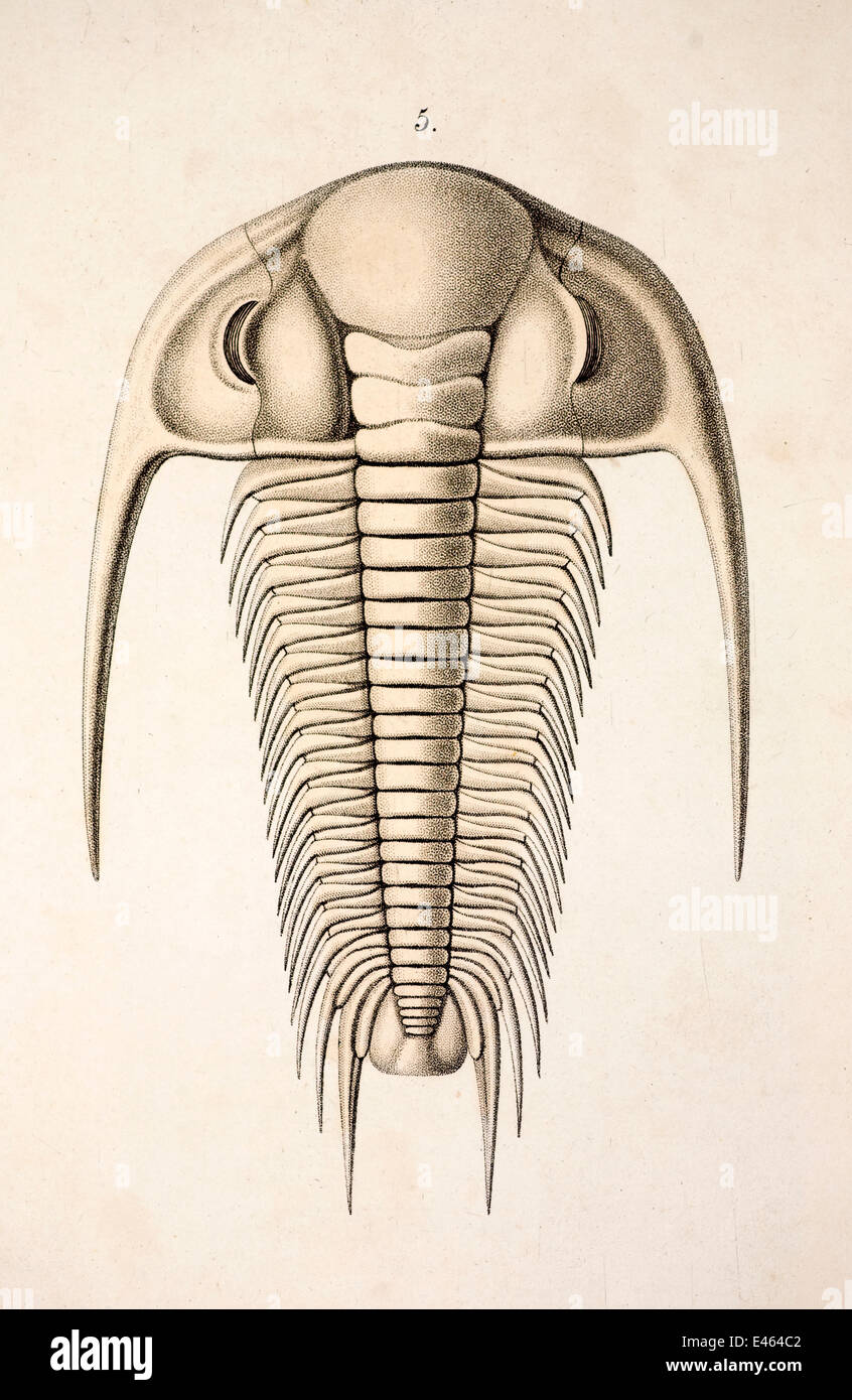 Paradoxides trilobite hi-res stock photography and images - Alamy