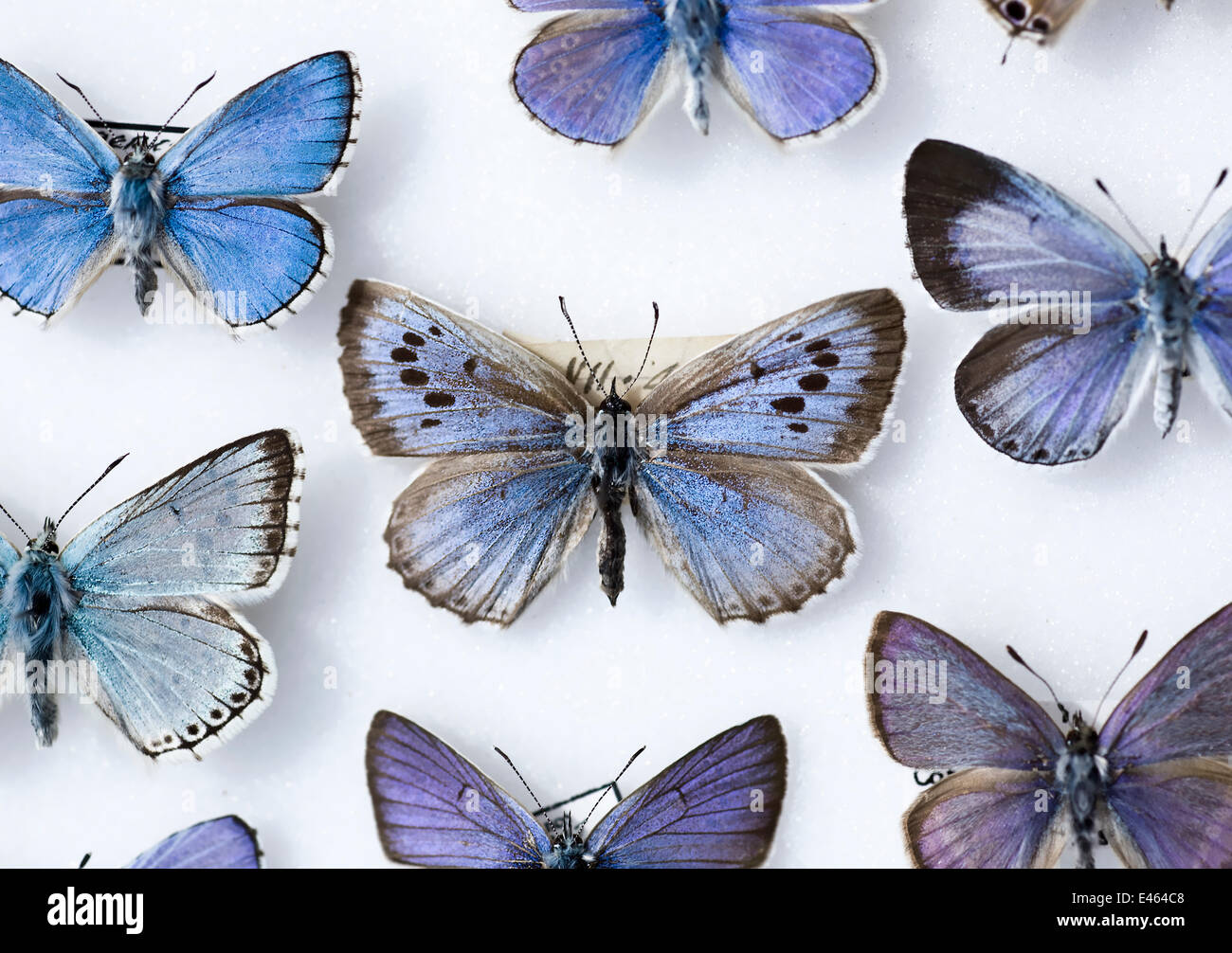 Male Large Blue Butterfly (Maculinea eutryphon / arion) collected in ...