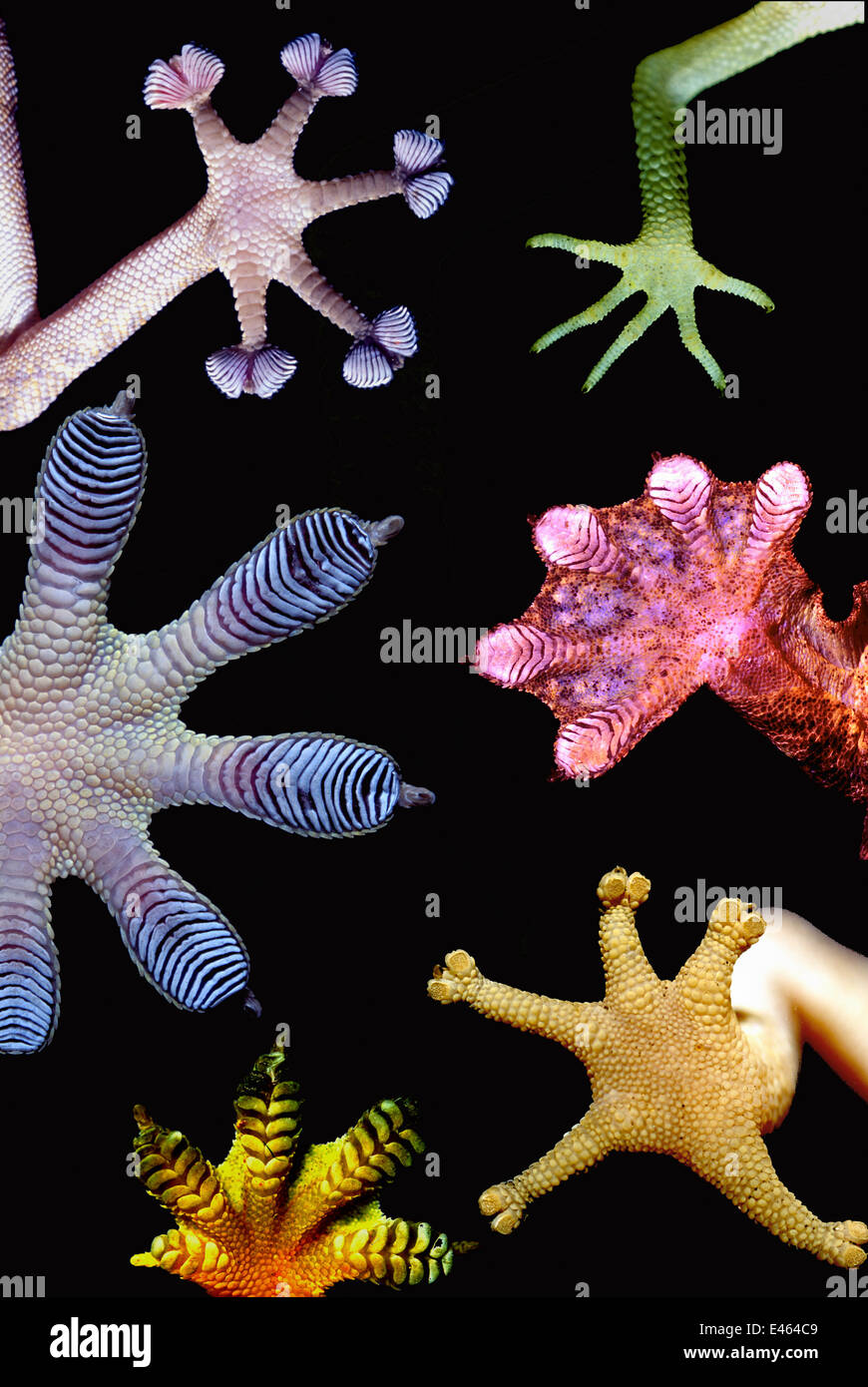 Photomontage of living gecko feet showing a variety of forms. Gecko ...