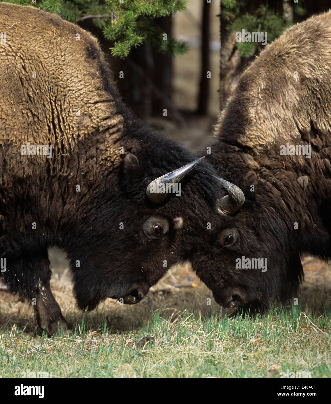 Bison (Bison bison) two males head to head, Yellowstone NP, Wyoming ...