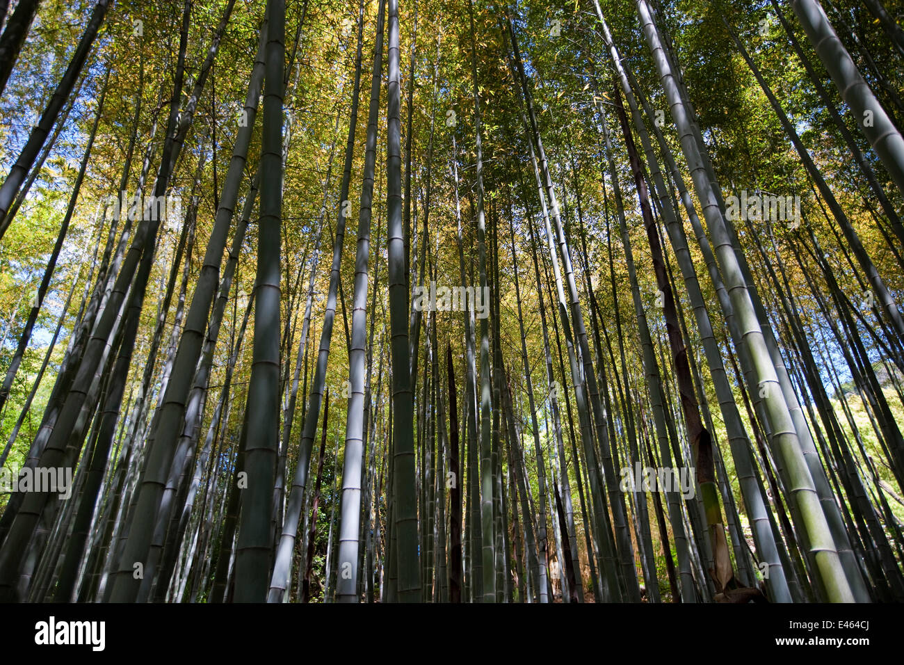 Temperate bamboo forest hi-res stock photography and images - Alamy