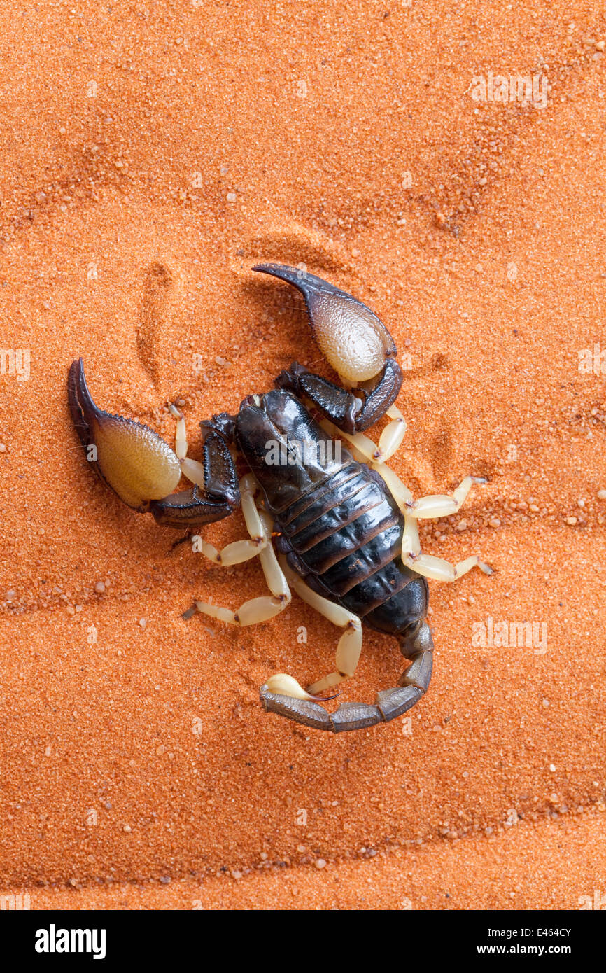 Dry scorpion hi-res stock photography and images - Alamy