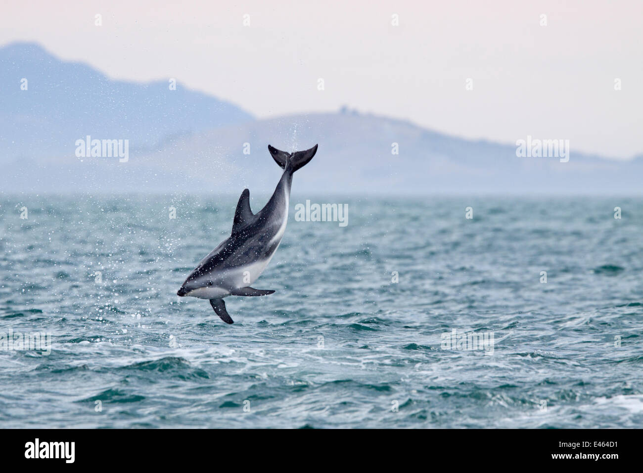 Dusky dolphin (Lagenorhynchus obscurus) somersaults from the water ...