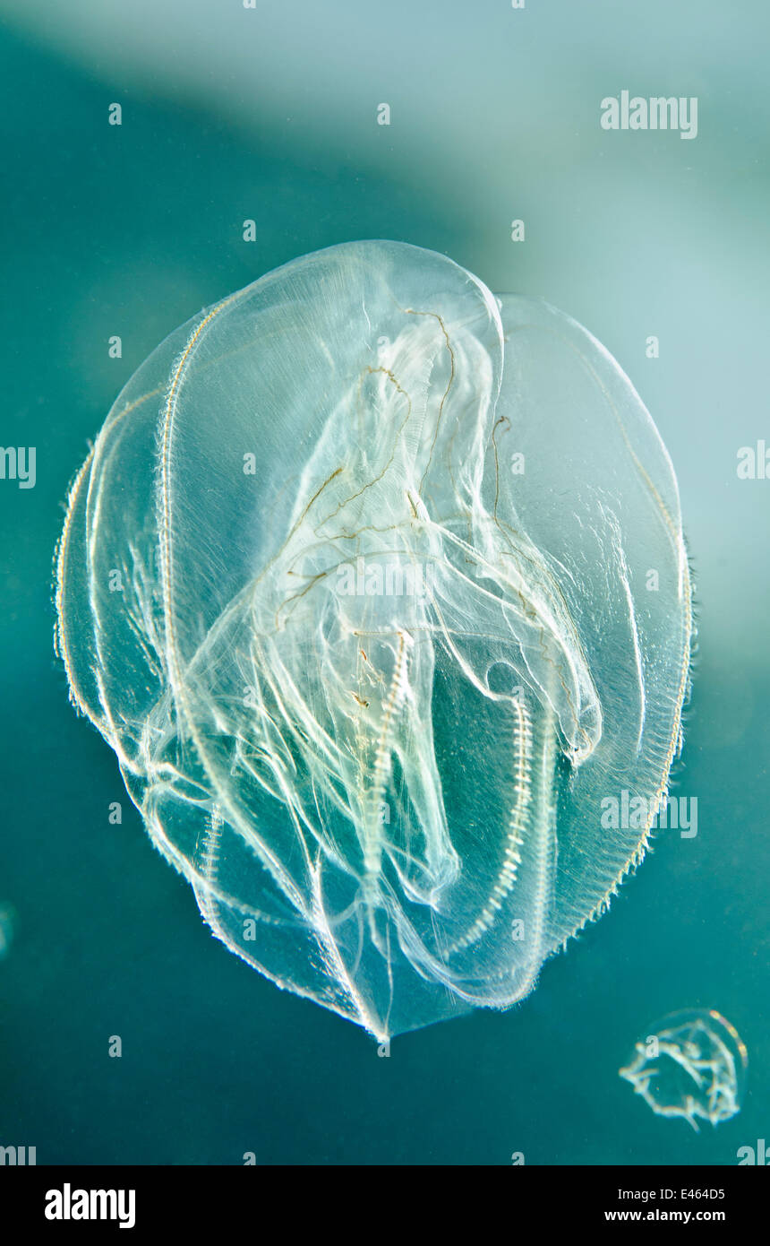Planktonic sea walnut ctenophore (Mnemiopsis mccradyi) in open water ...