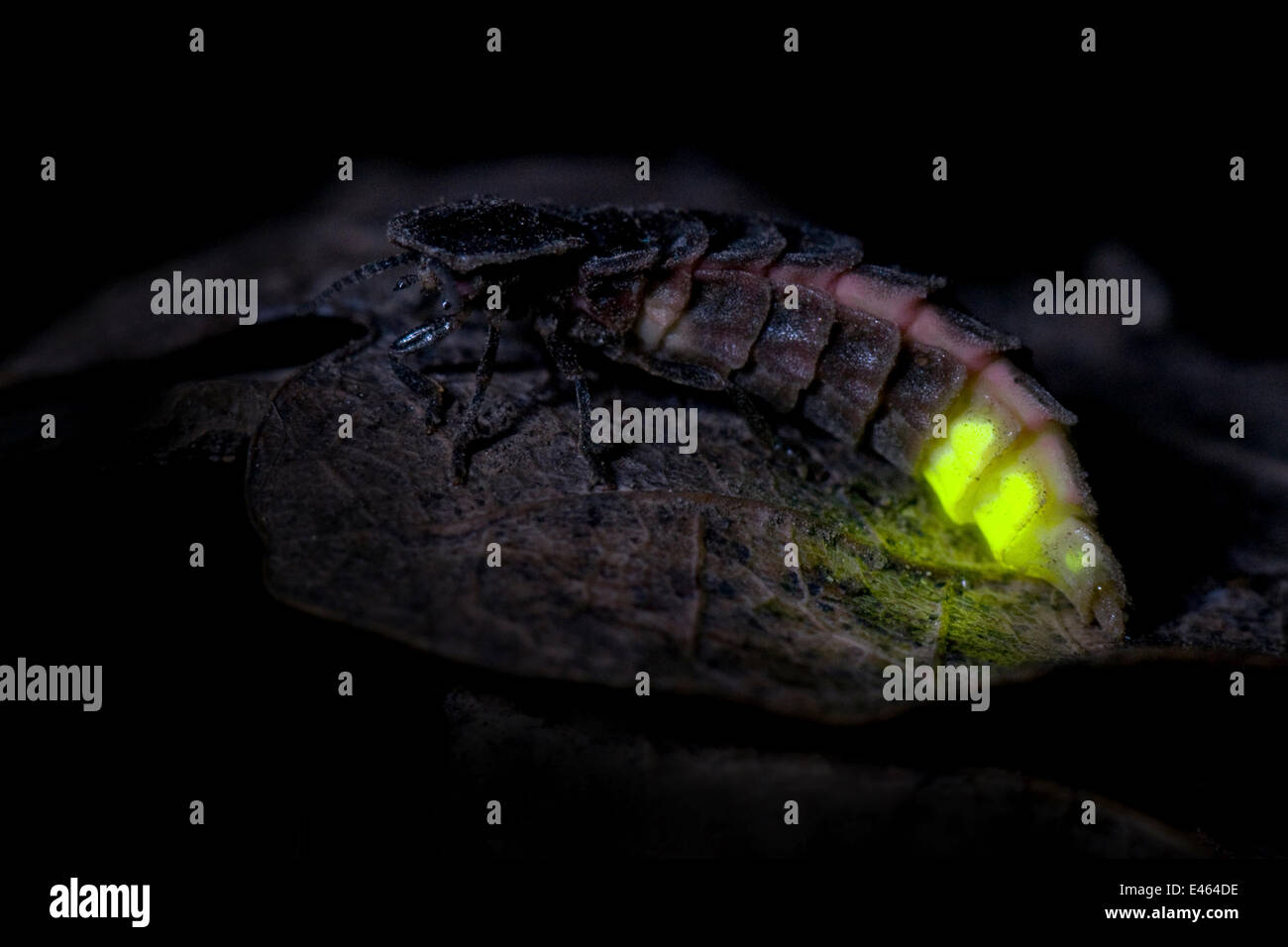 Time worm hi-res stock photography and images - Alamy