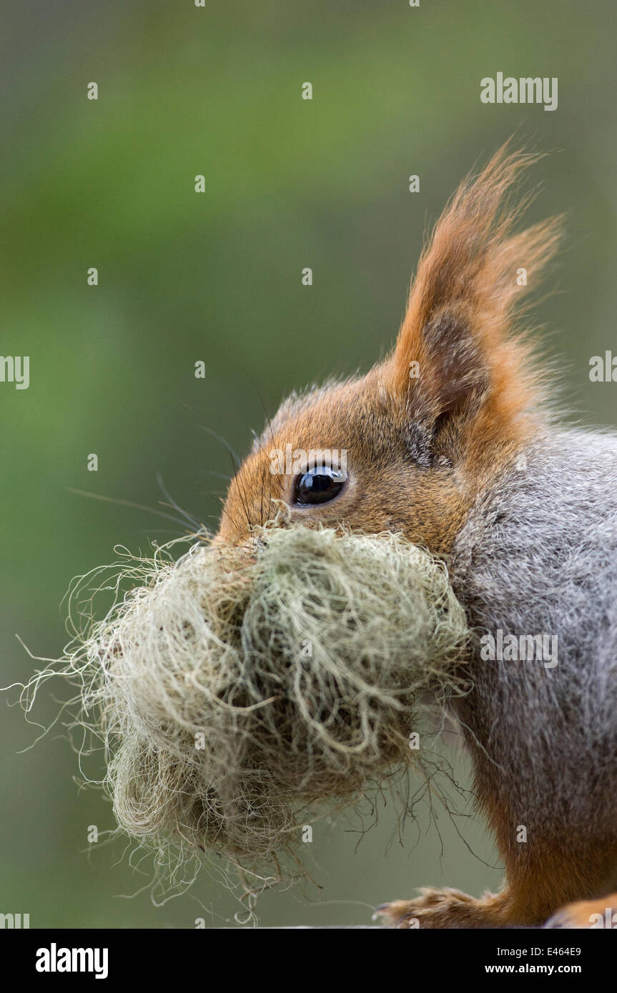 Norwegian squirrel hi-res stock photography and images - Alamy
