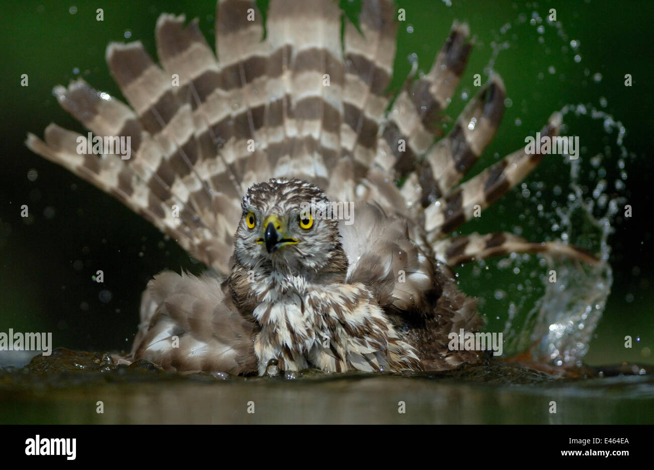 Northern goshawk (Accipiter gentilis) bathing, Pusztaszeri Landscape ...