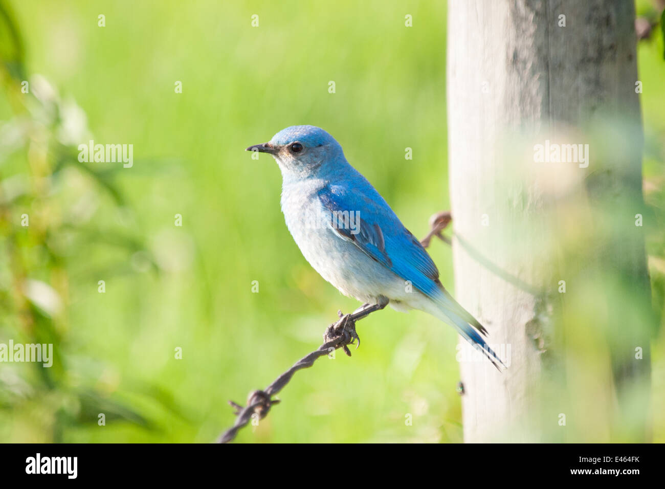 Male mountain bluebird catepillar hi-res stock photography and images ...