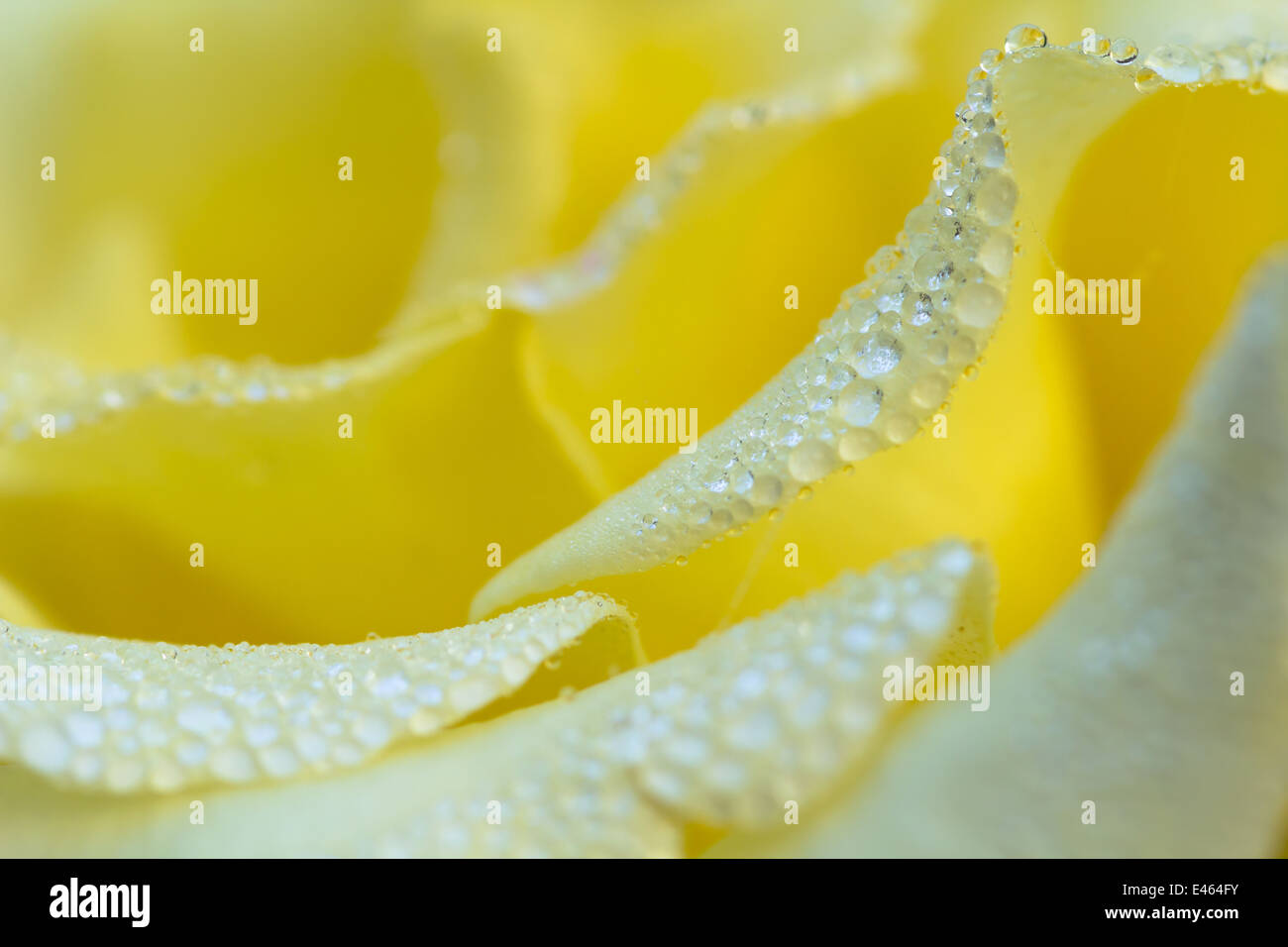 close-up of yellow rose with water drops shallow DOF Stock Photo - Alamy