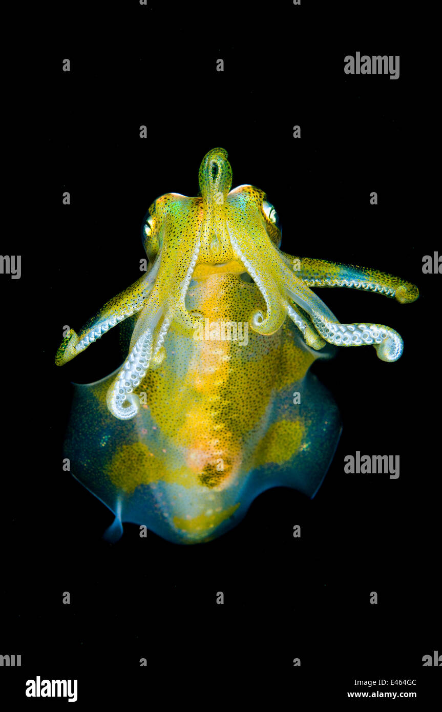 Big fin reef squid (Sepioteuthis lessoniana) descends from open water ...