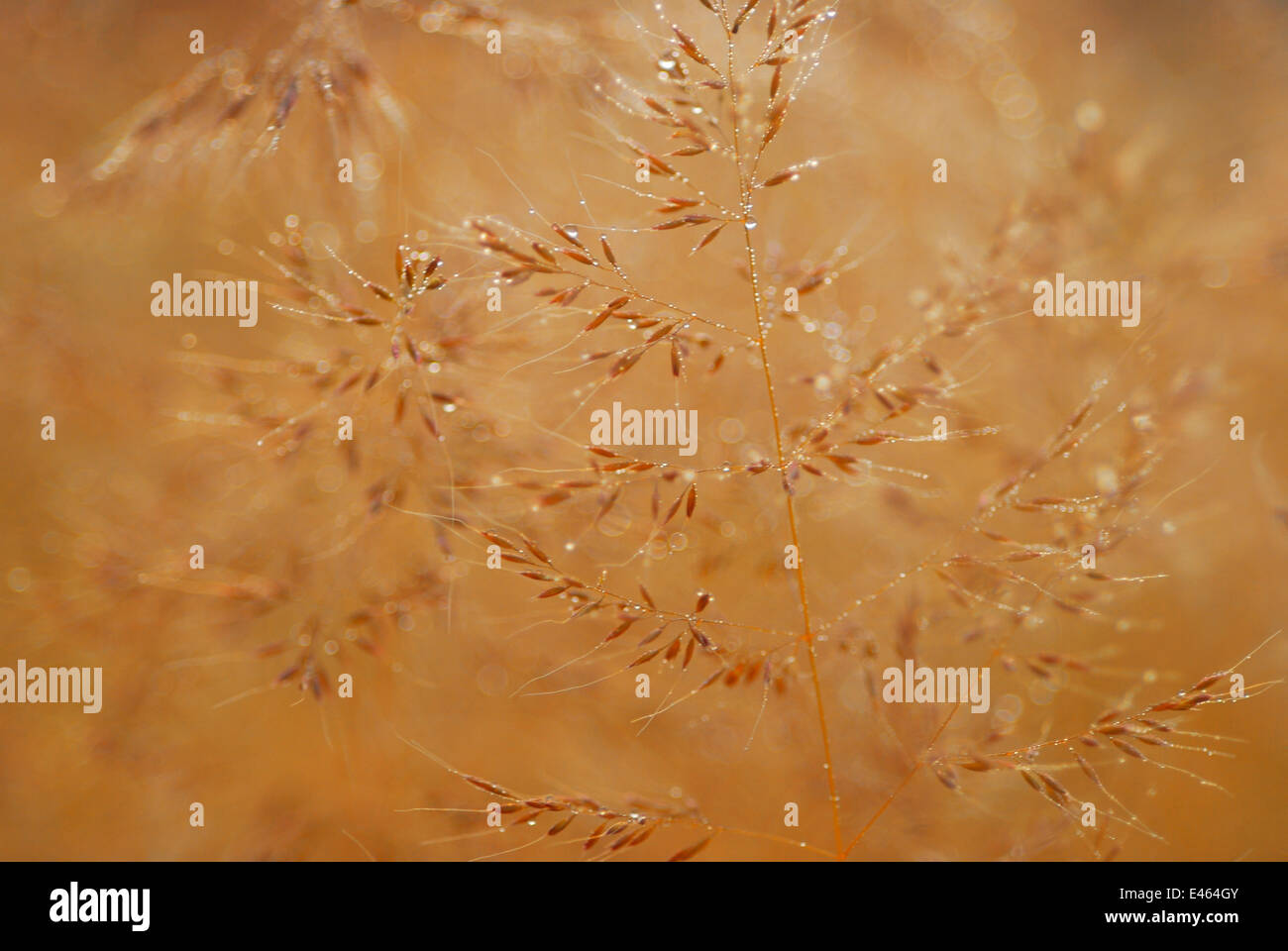 Grass (Poaceae / Gramineae sp) with seeds, June Stock Photo - Alamy