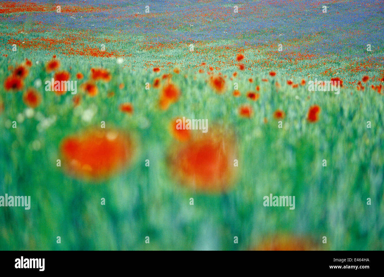 Common Poppy (Papaver rhoeas) flowers impression in field, Neubrandenburg, Mecklenburg Western ...