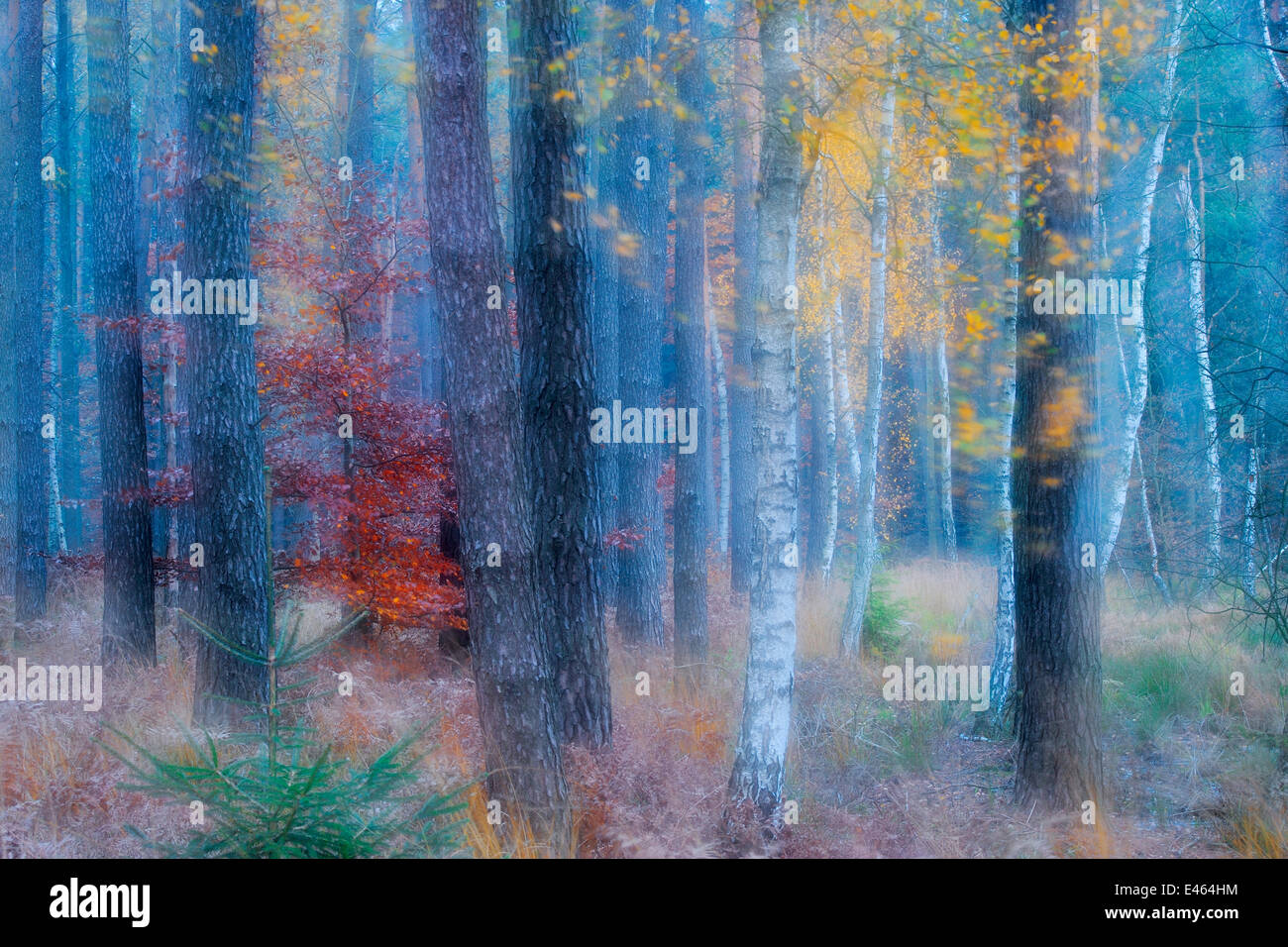 Forest understorey with Scots Pine (Pinus sylvestris), Downy European ...
