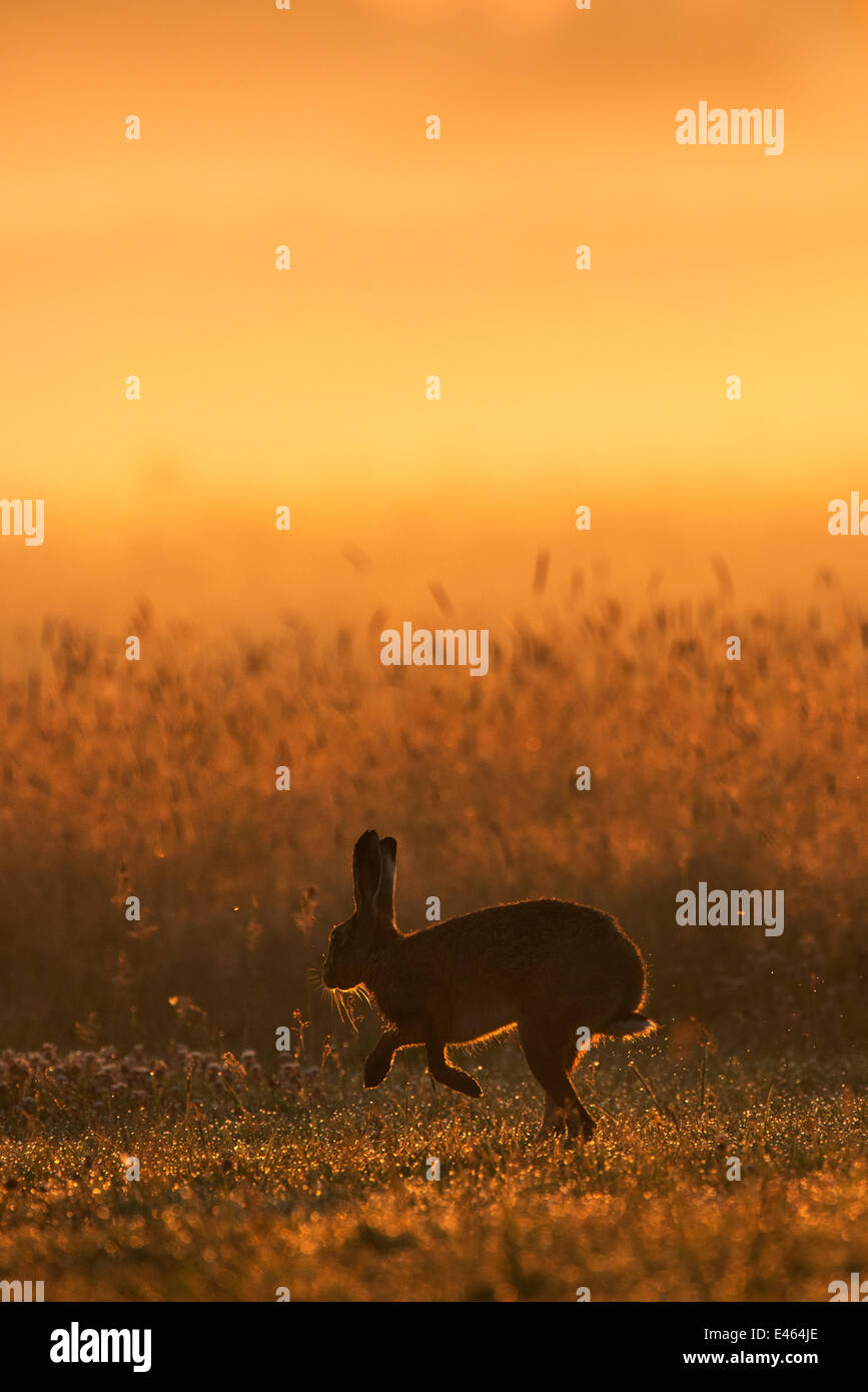 Leaping hare silhouette hi-res stock photography and images - Alamy