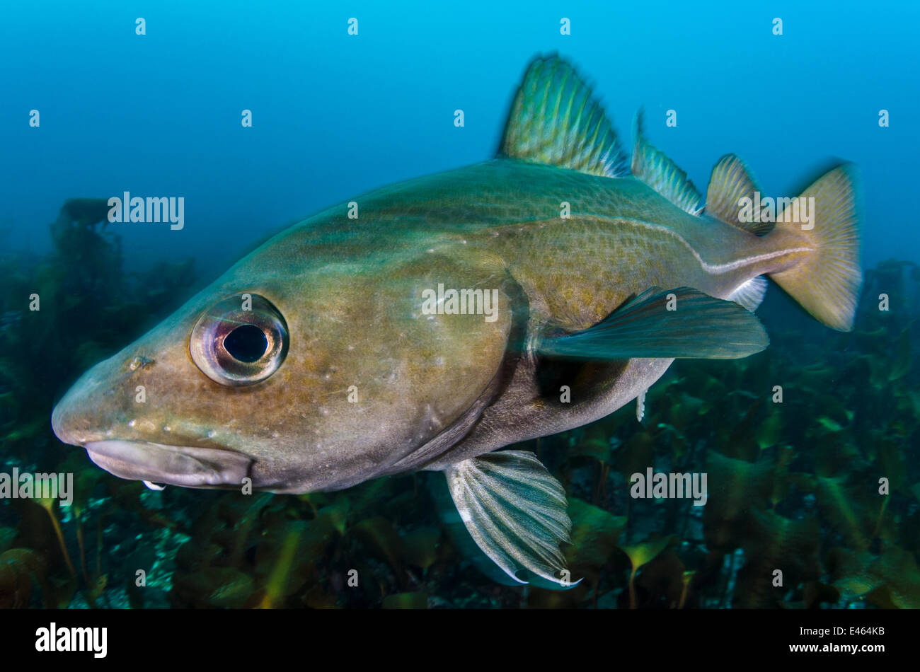 Kelp forest gadus morhua hi-res stock photography and images - Alamy