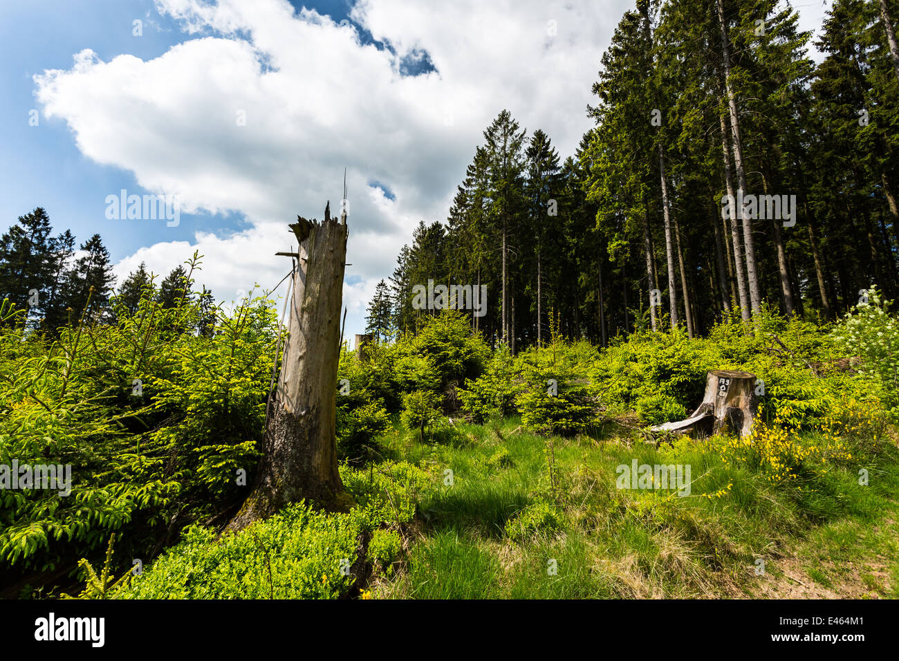 A view of a glade in a forest (Germany Stock Photo - Alamy