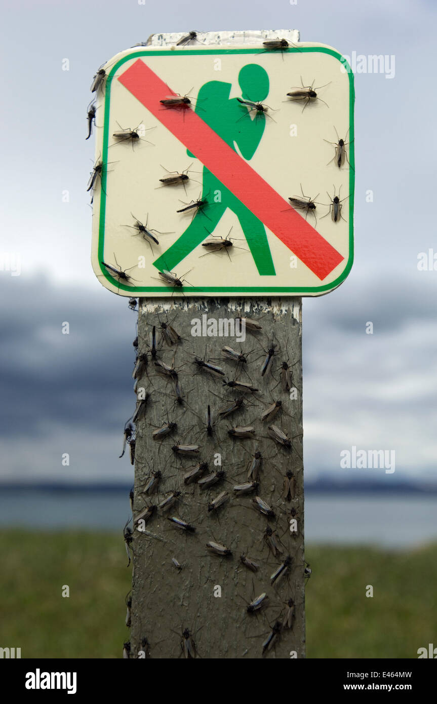 Midges (Chironomus islandicus) on a 'No Walking' sign, Myvatn, Iceland ...