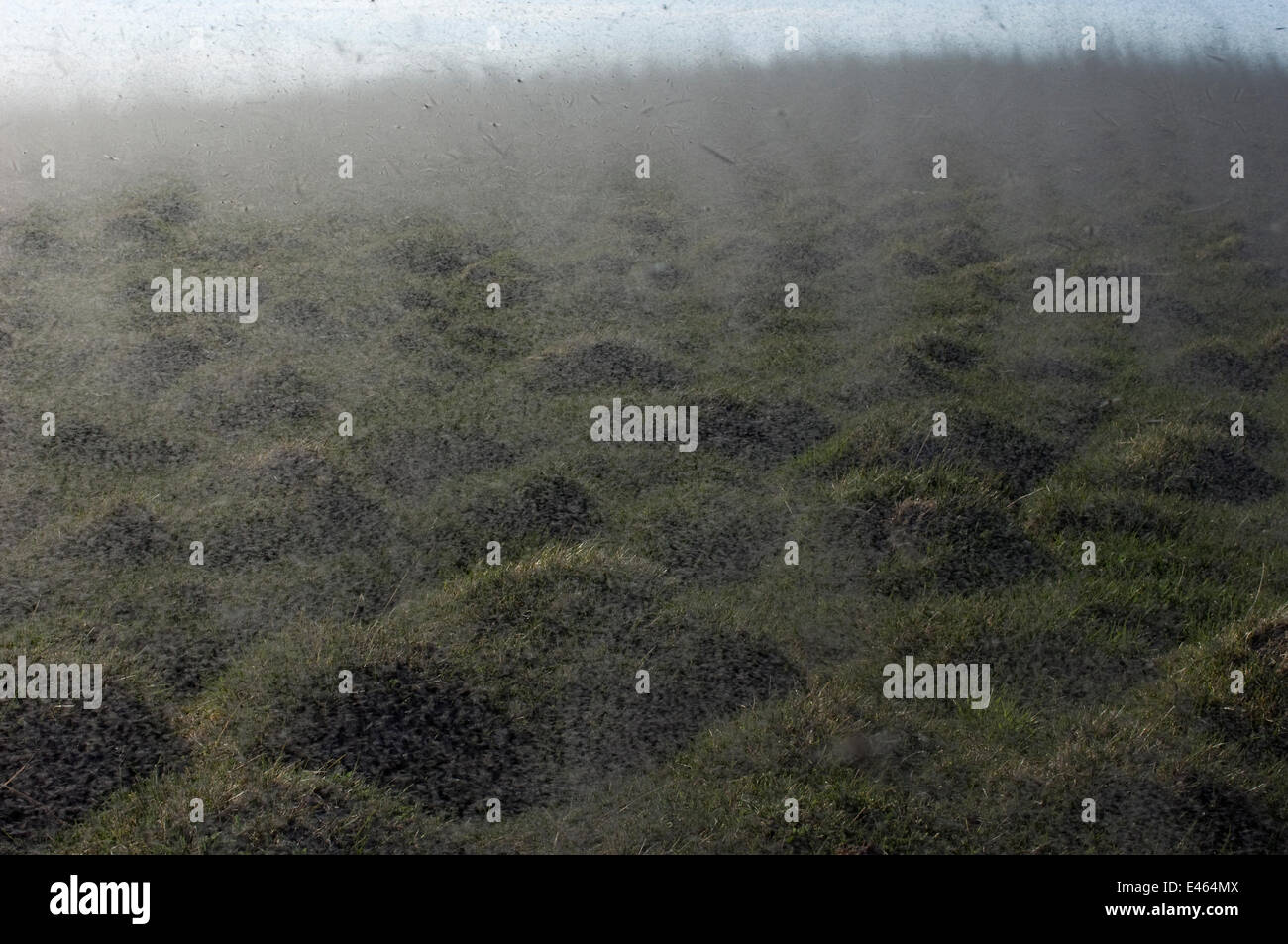 Midges (Chironomus islandicus) swarming, Myvatn, Iceland, June Stock ...
