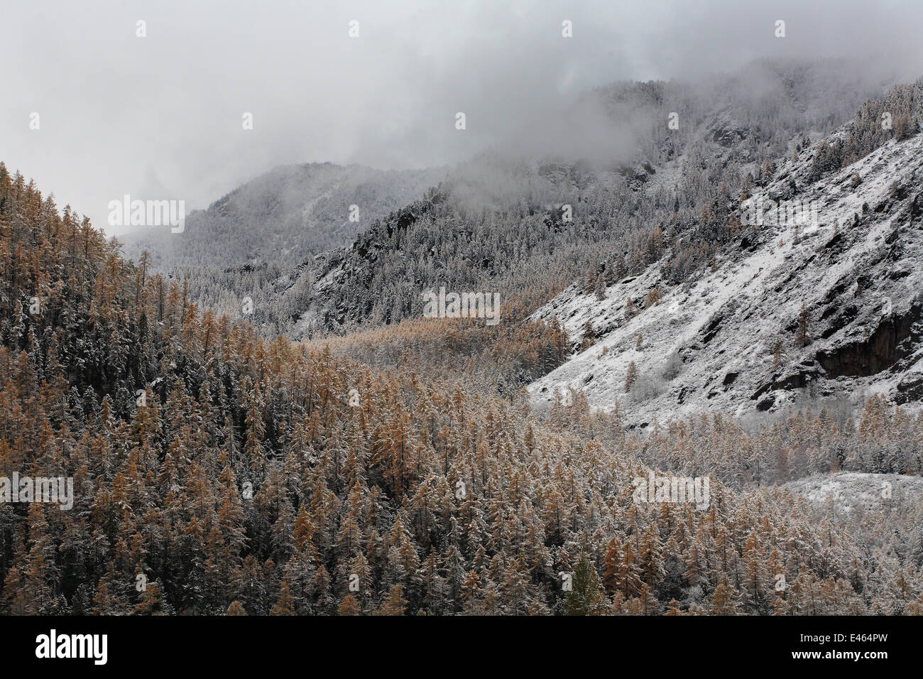 Siberian pine tree pinus sibirica hi-res stock photography and images ...