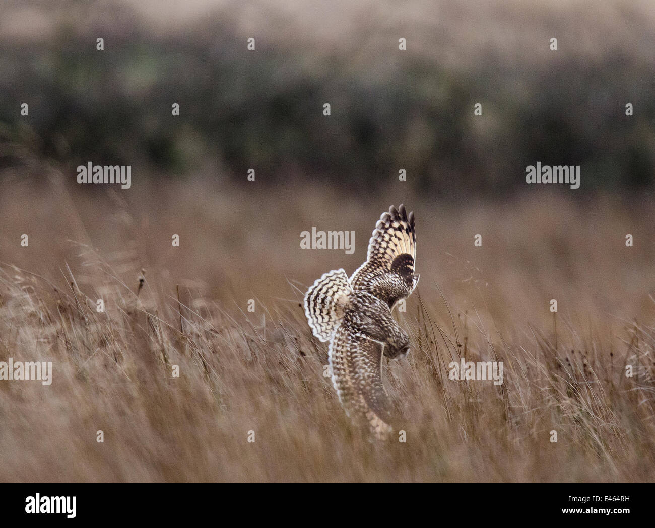 Short-eared owl (Asio flammeus) hunting, pouncing on prey, Prestwick ...