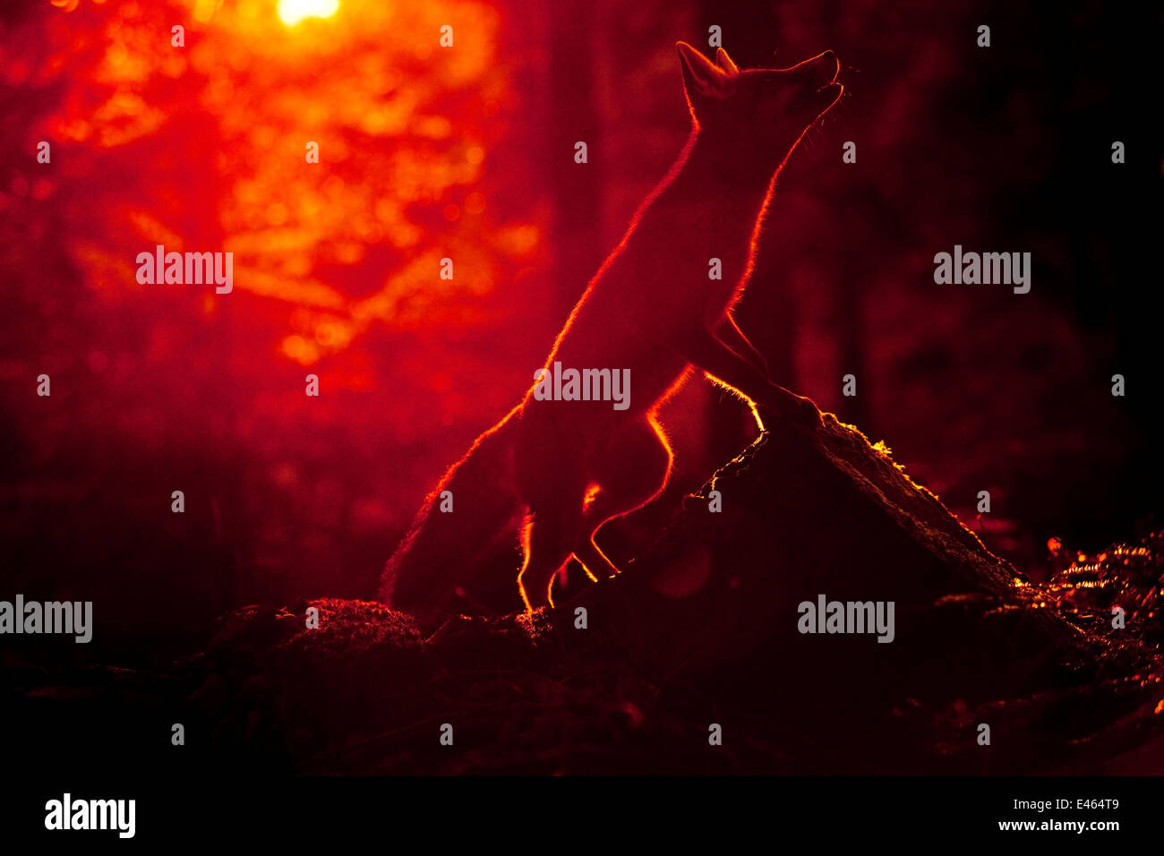 Red fox (Vulpes vulpes) looking up into tree at sunset, backlit, Black ...