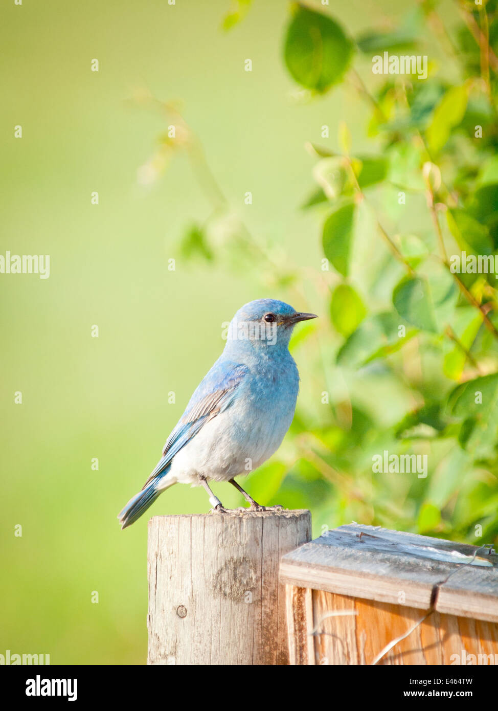 Male mountain bluebird francis viewpoint beaverhill lake alberta canada ...
