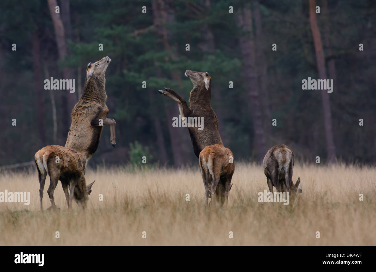 Red deer stags fight with their front legs when the new antlers grow on ...