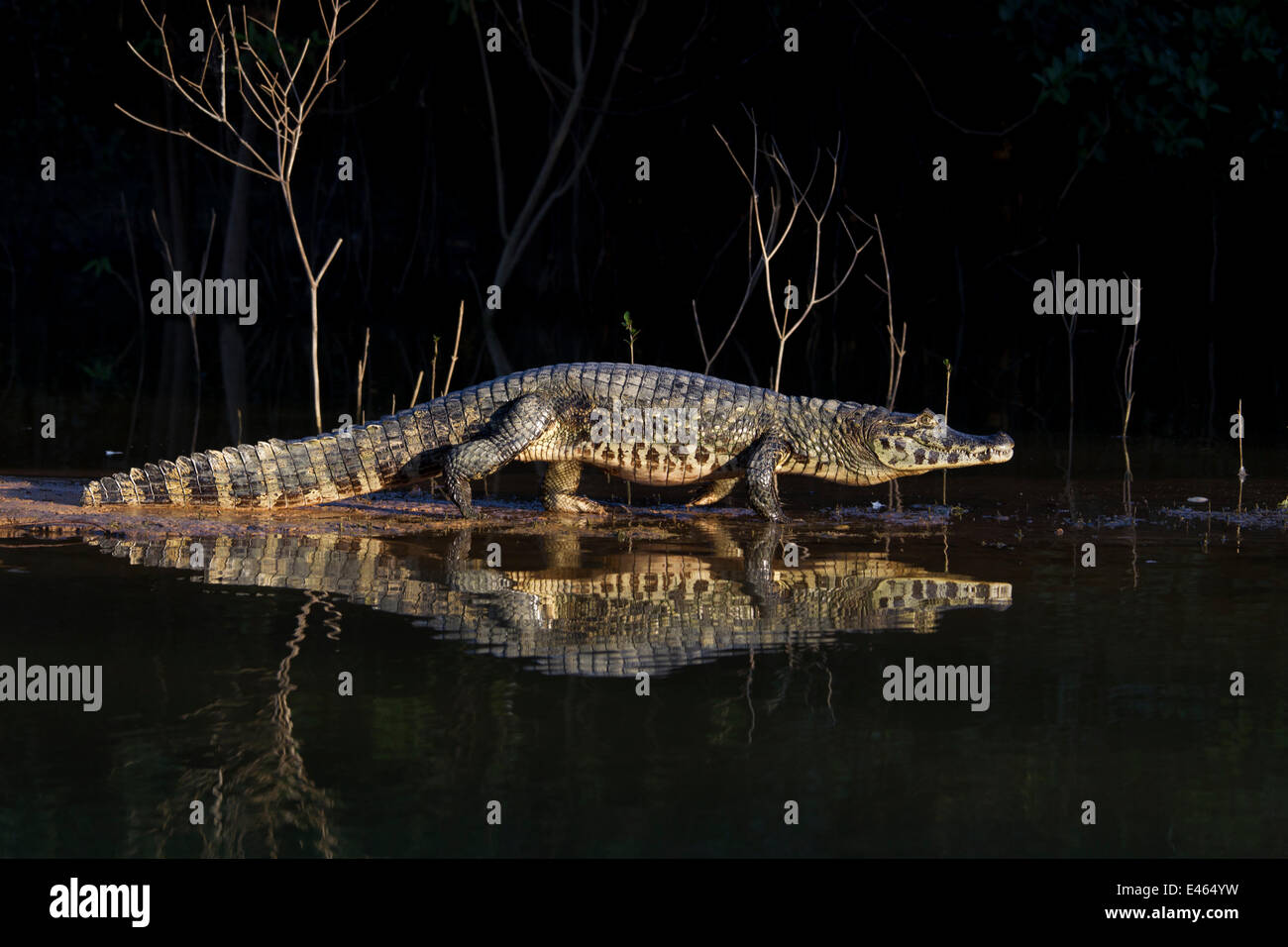 Spectacled caiman (Caiman yacare) walking on a sandy shore at the edge ...