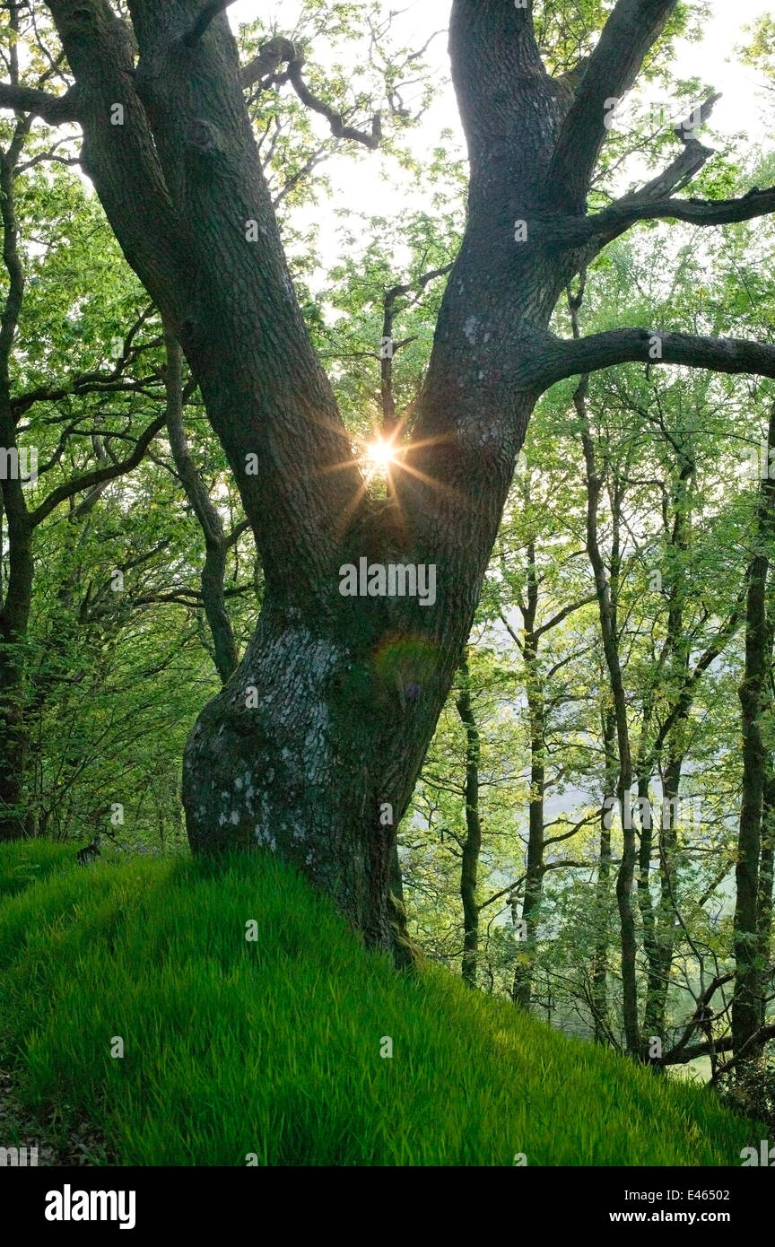 Sessile oak (Quercus petraea) tree with sunlight behind, ancient semi ...