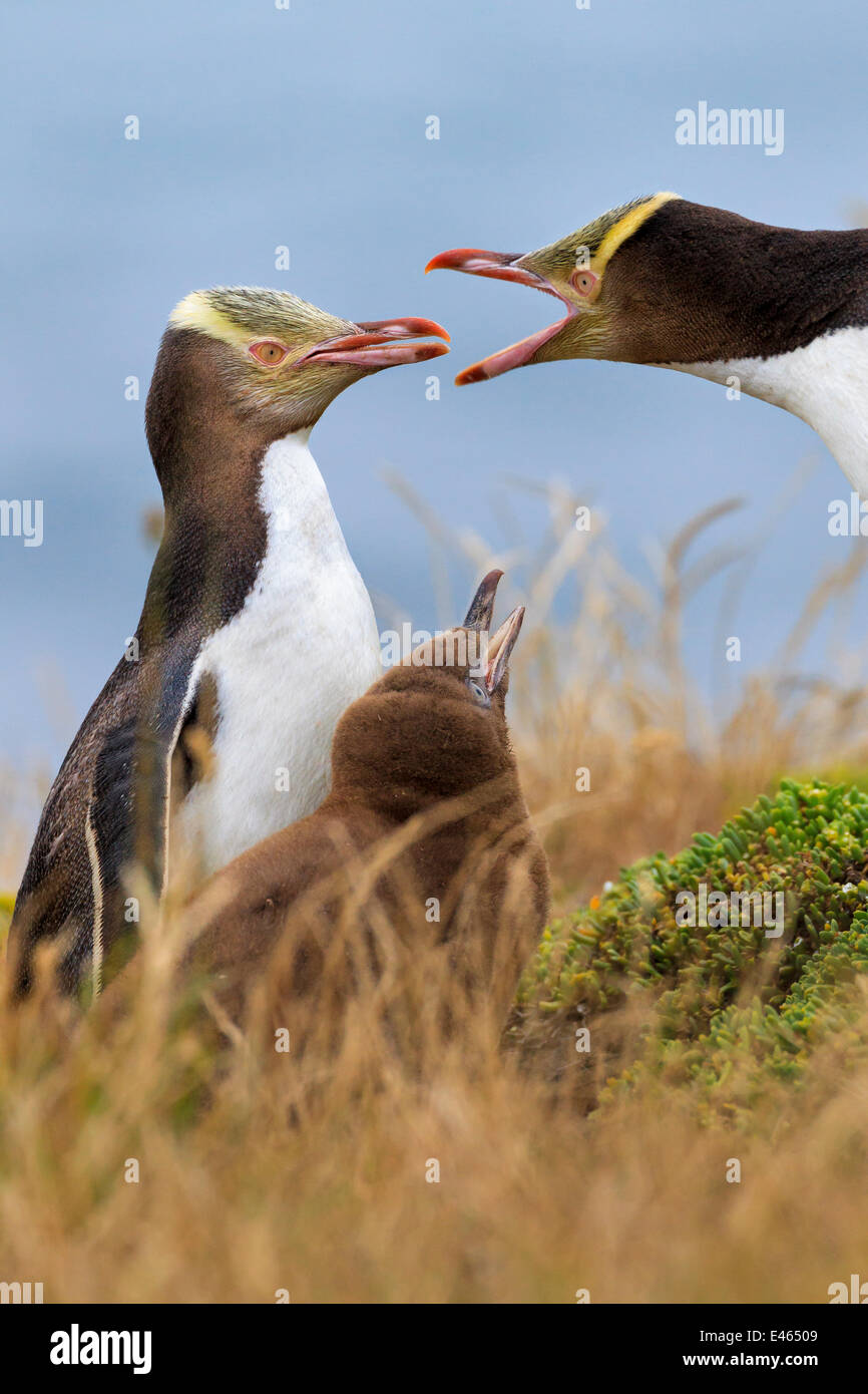 Yellow-eyed Penguins (Megadyptes antipodes) vocalising with chick ...