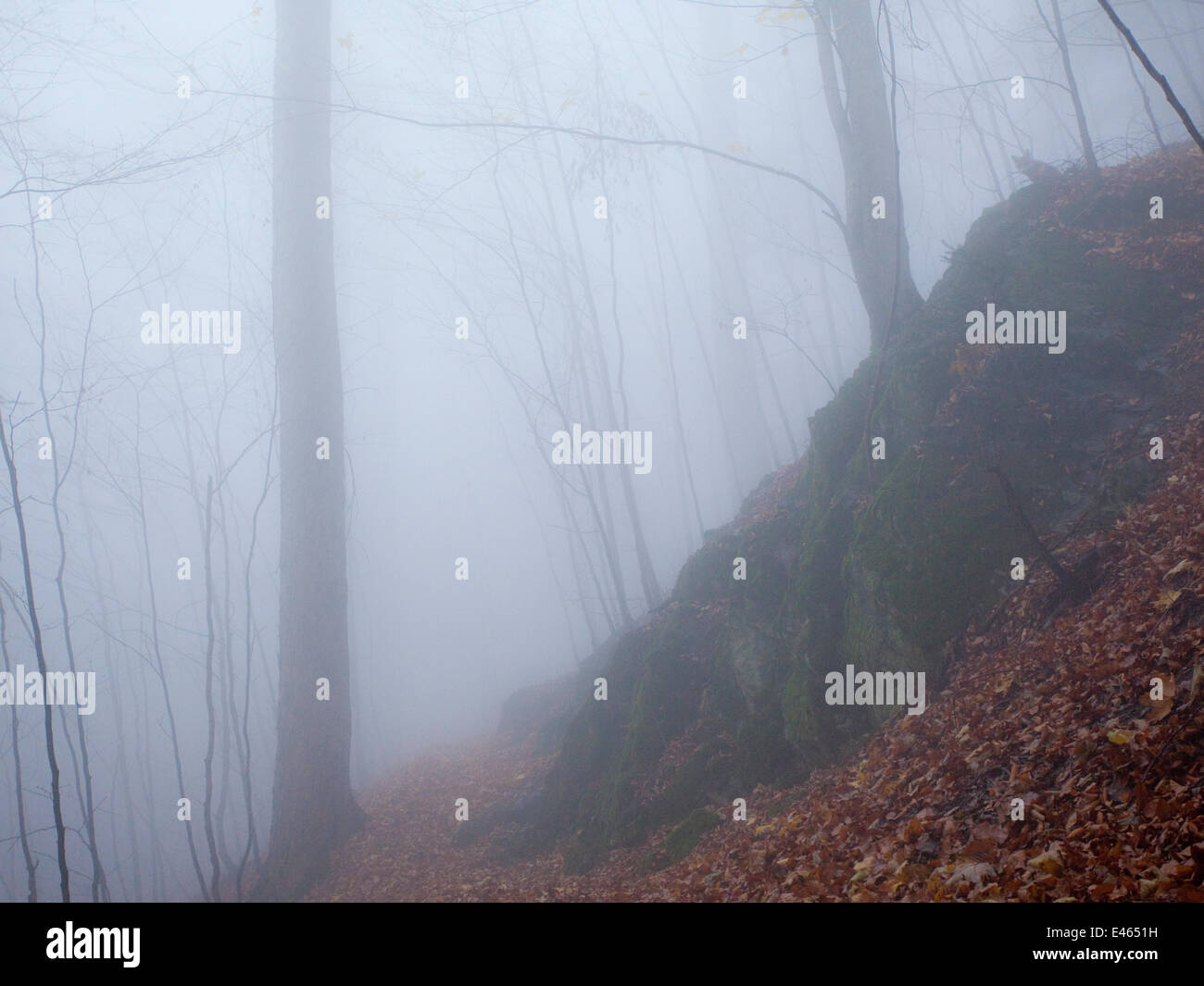 Red fox (Vulpes vulpes) in the mist, looking down from top of woodland ...