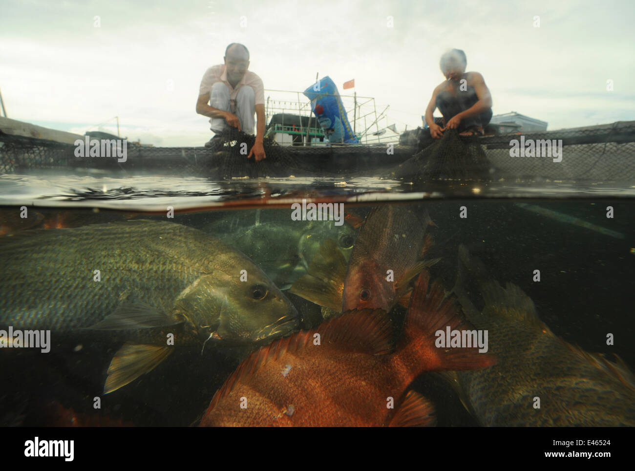 Mangrove snapper High Resolution Stock Photography and Images - Alamy
