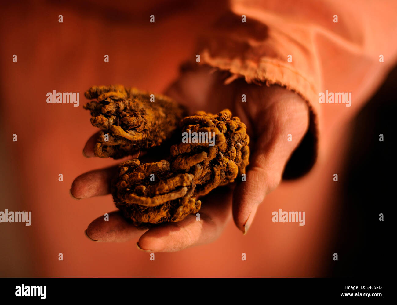 Preserved root of Chinese goldthread (Coptis chinensis) used in ...